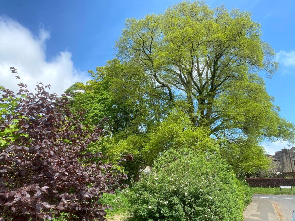 An Update on Our Sustainable Garden - Ecology Building Society
